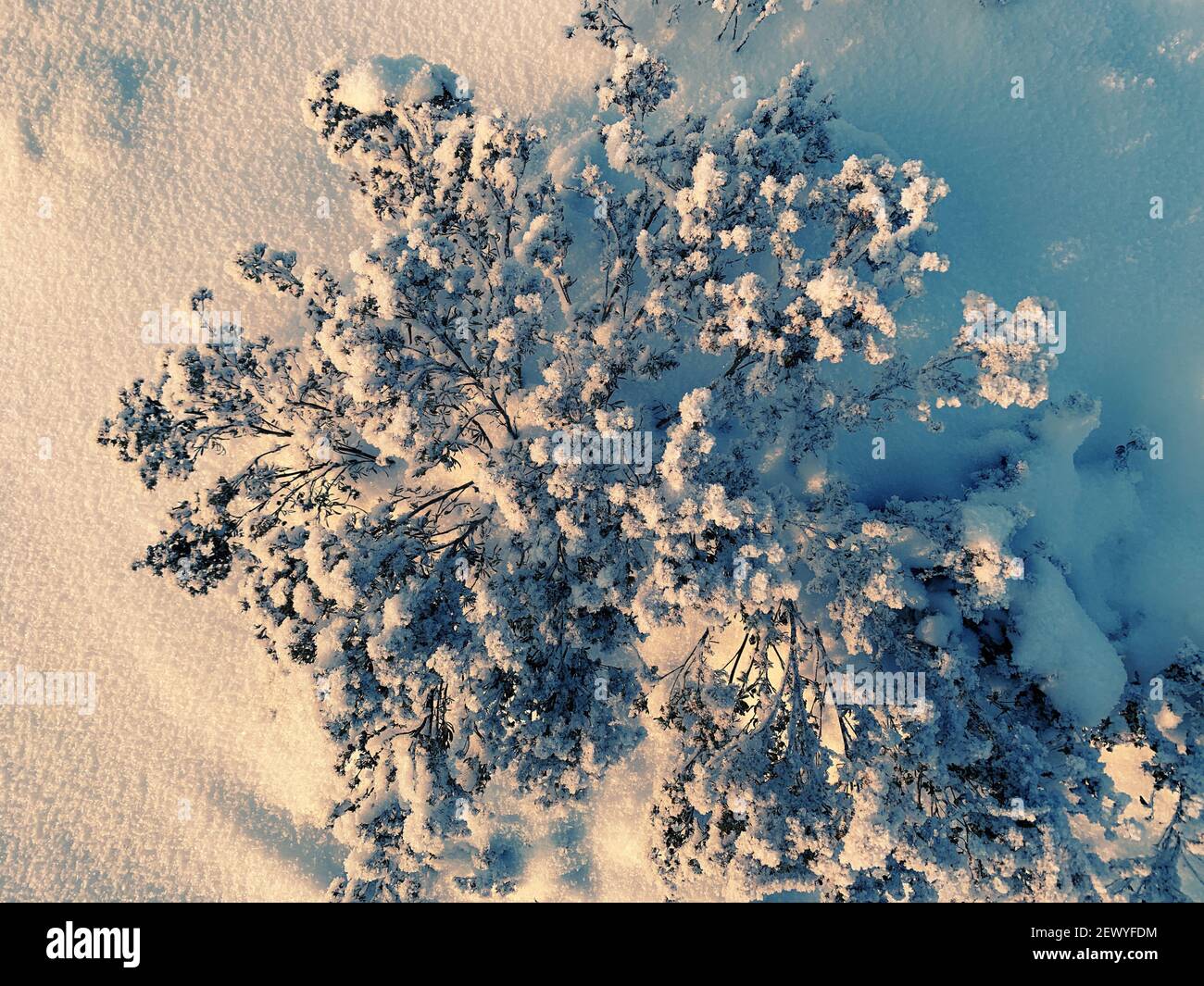 Frozen flower in light blue color Stock Photo - Alamy