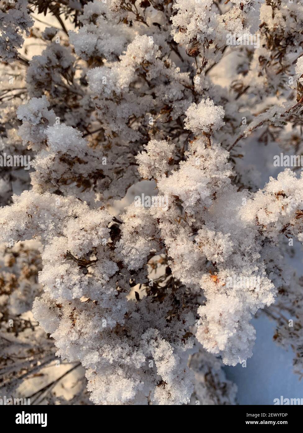 Frozen flower in light blue color Stock Photo - Alamy