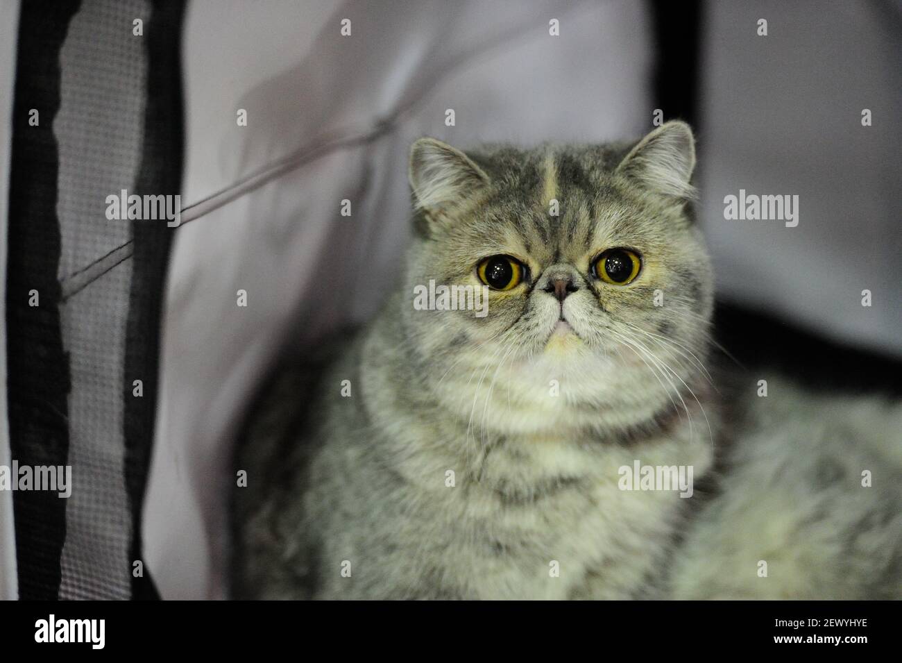 Sweet Reason, a Blue Classic Torbie from Canada, relaxes at the ...