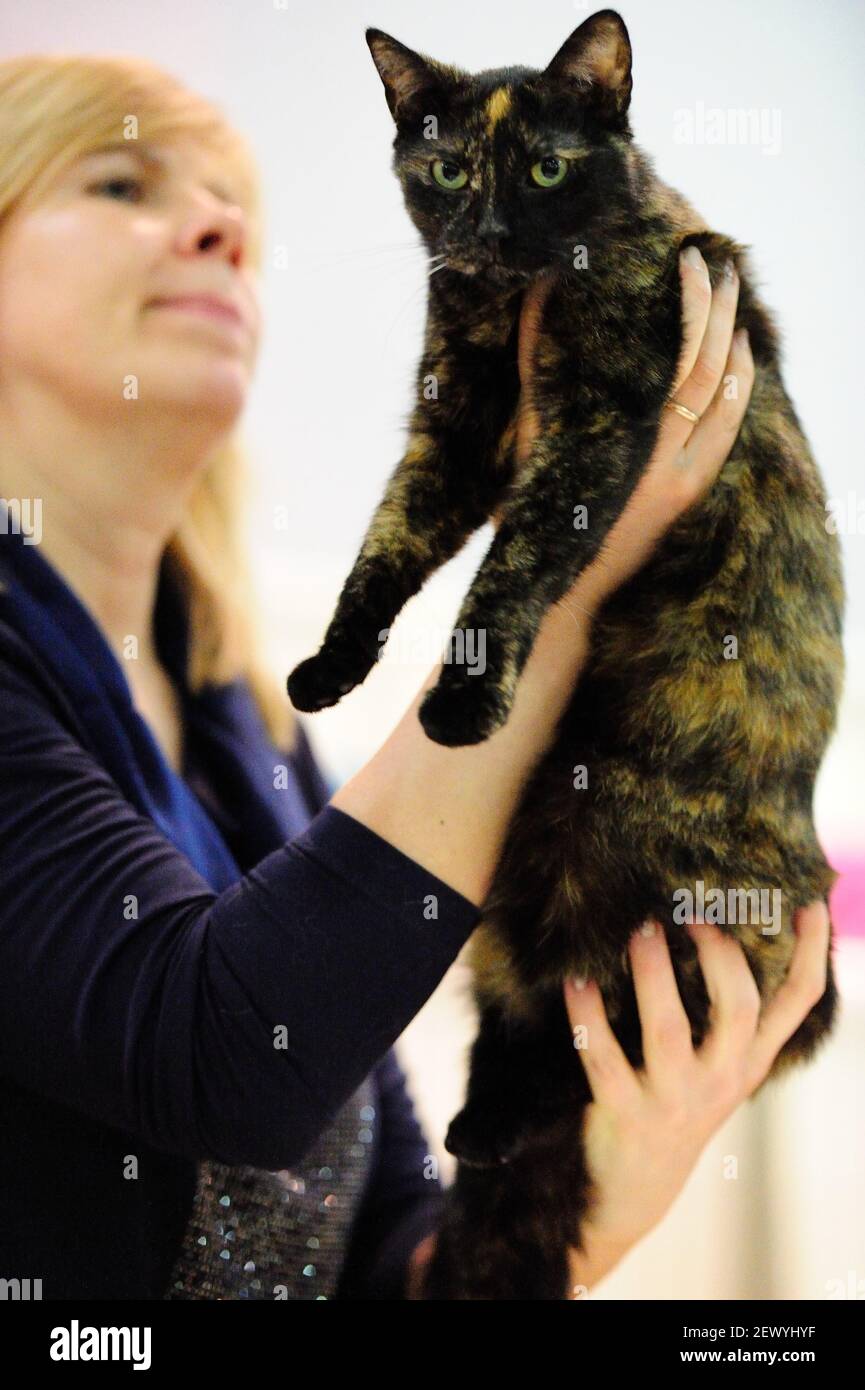 Russian judge, Vlada Beninya, examines a cat at the International Cat ...