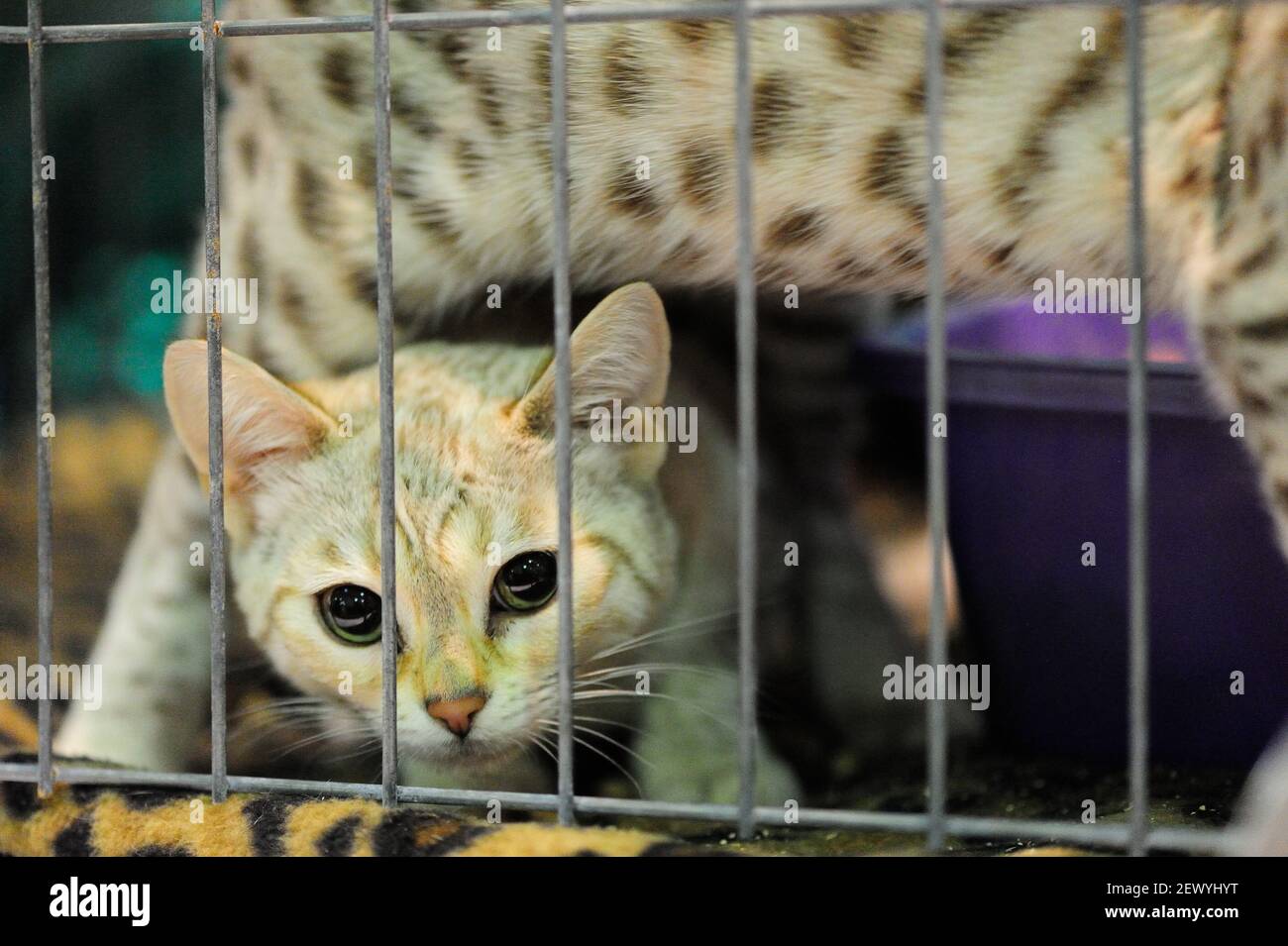 Cats hang out in their enclosures at the International Cat Show in ...