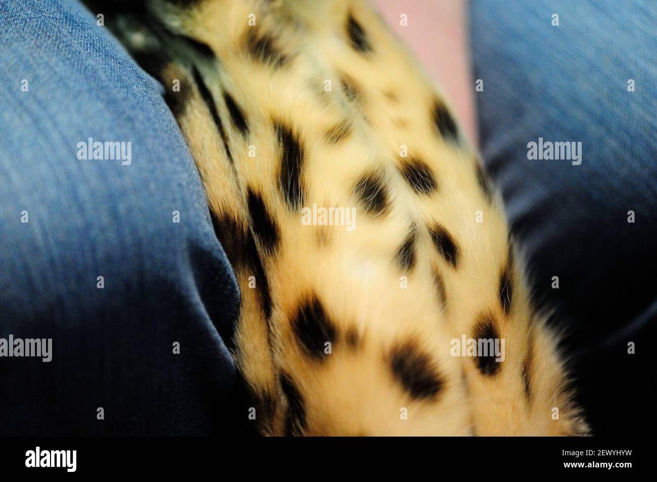 Draper a Brown Spotted Bengal shows off his belly at the International ...