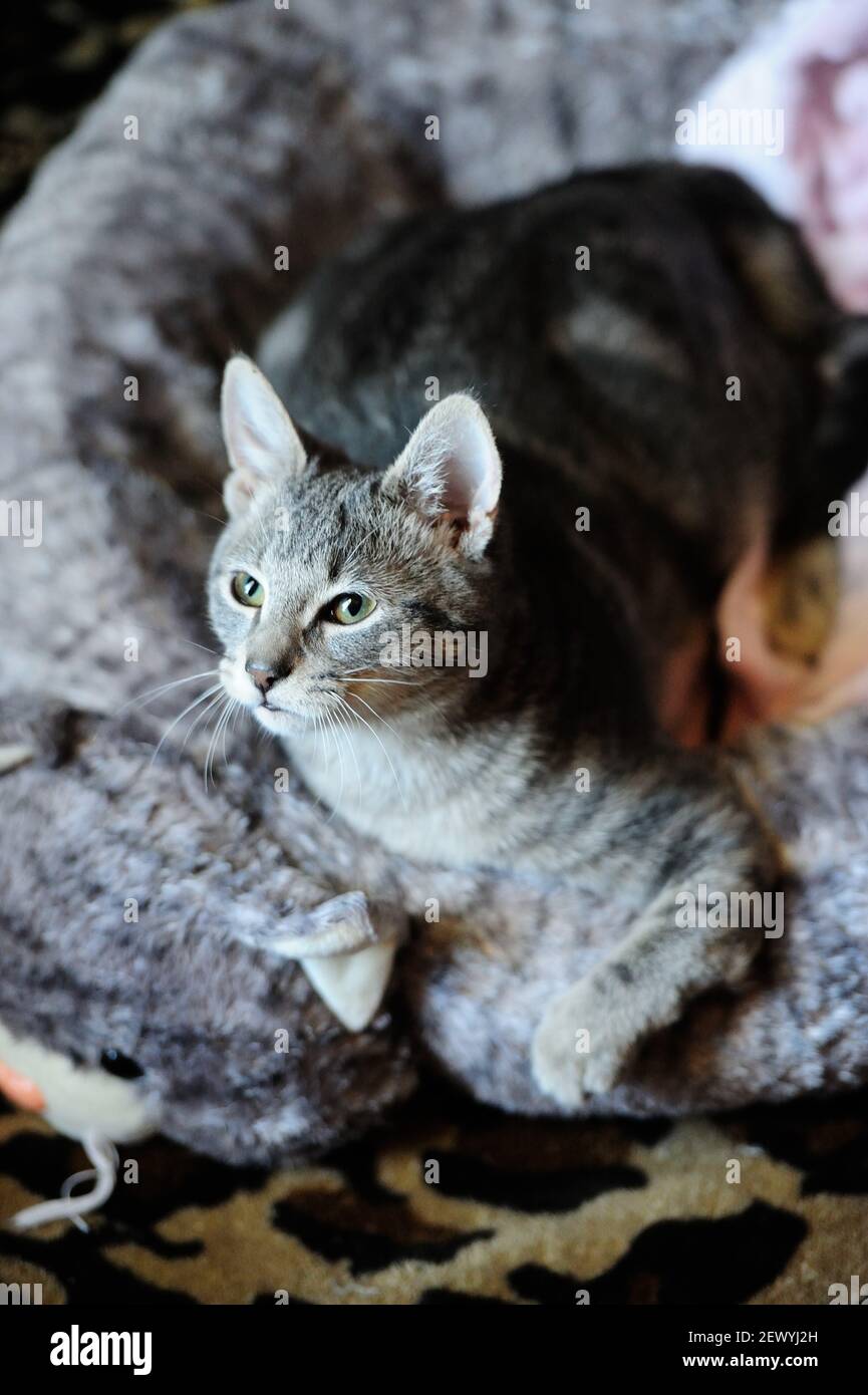 A disabled kitten with kangaroo-like front legs pictured at the ...
