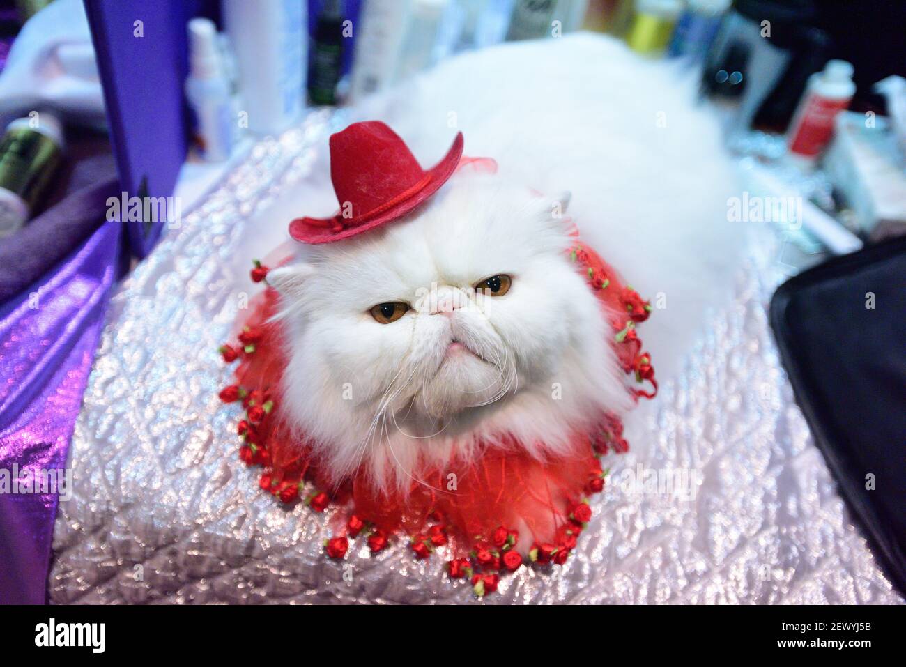 White Persian Supreme Grand Champion Frosty the Snowman weighs 14 ...