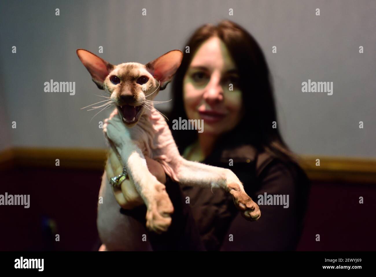 Susanna Shon exhibits her Peterbald, Courtney, at the International Cat ...