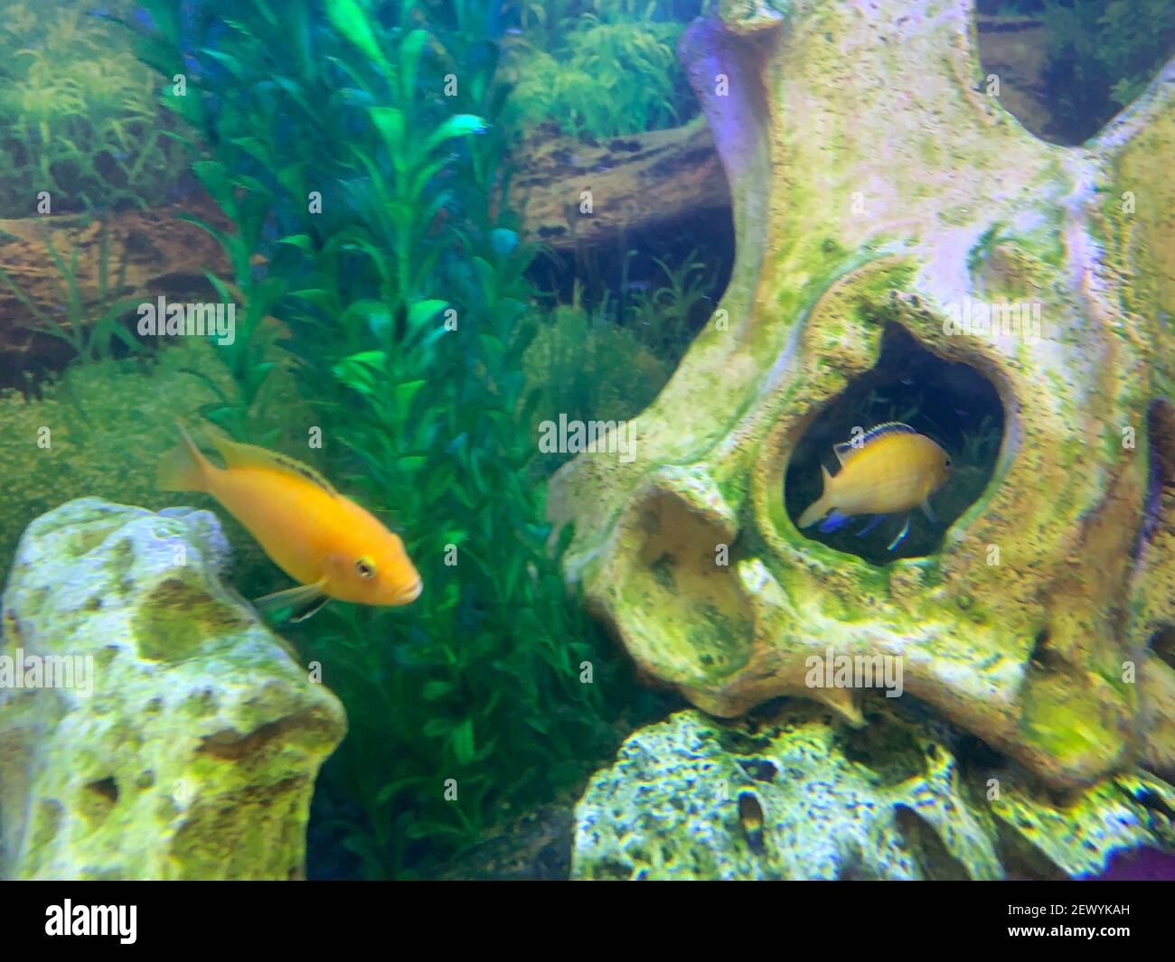 Goldfish in aquarium with decorations Stock Photo - Alamy