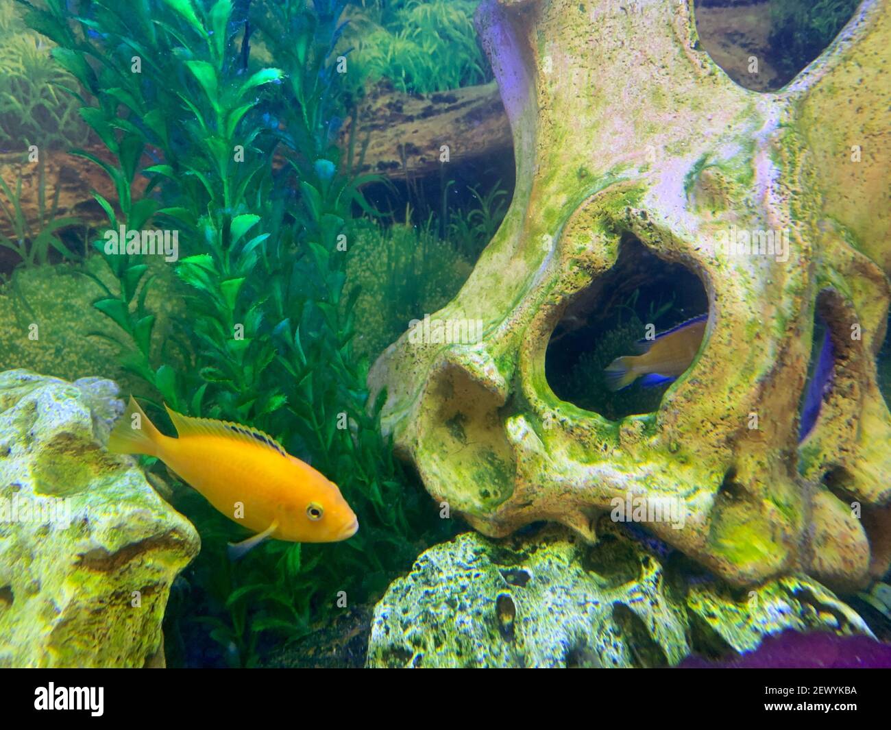 Goldfish in aquarium with decorations Stock Photo - Alamy