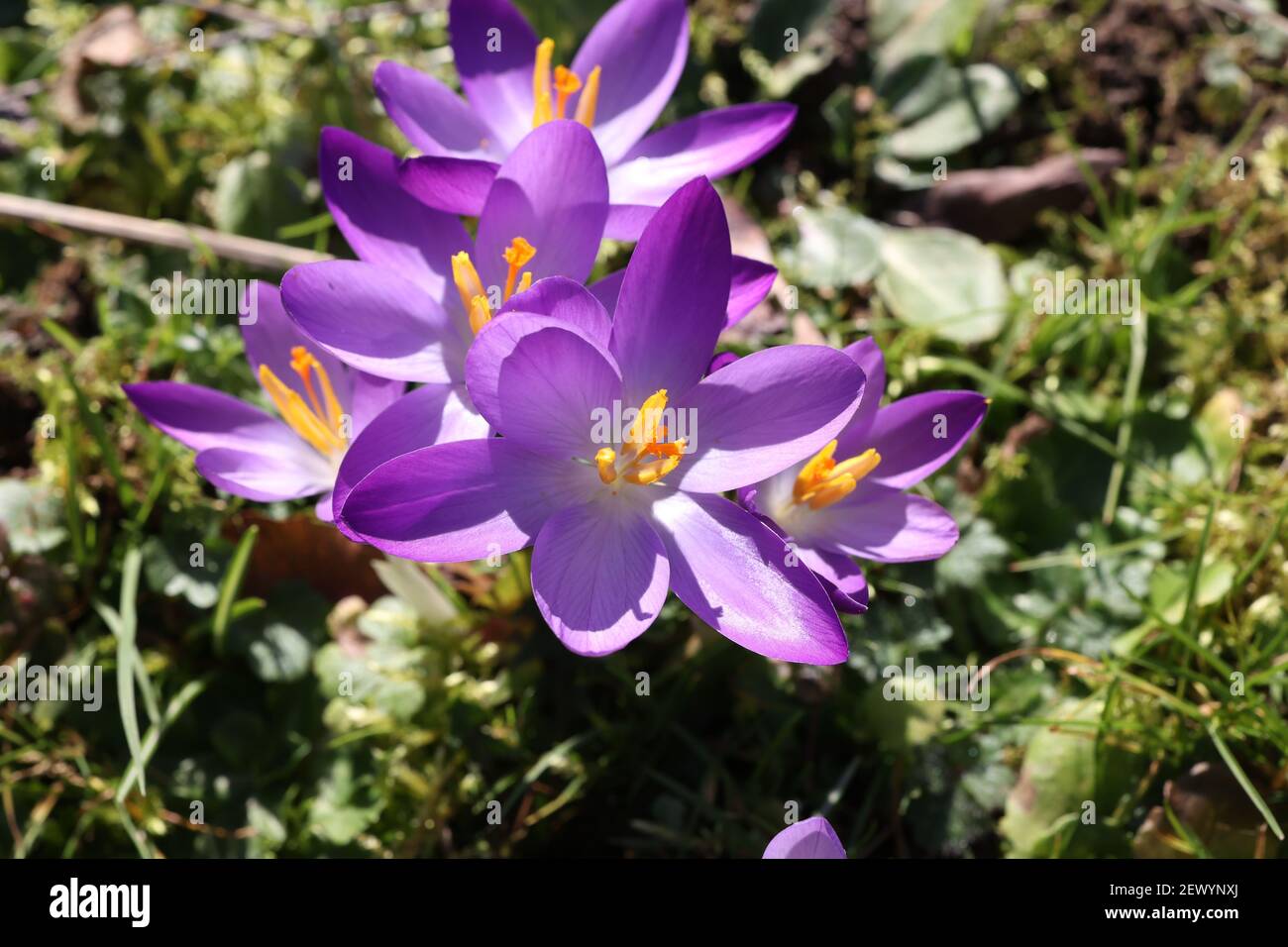 A closeup shot of blooming crocus flowers on a field Stock Photo - Alamy
