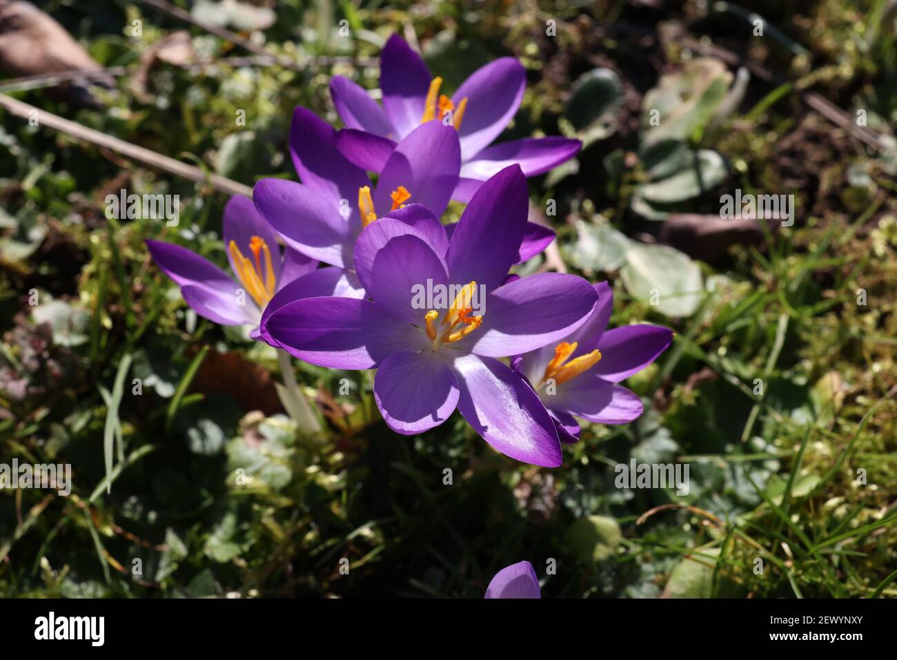 A closeup shot of blooming crocus flowers on a field Stock Photo - Alamy