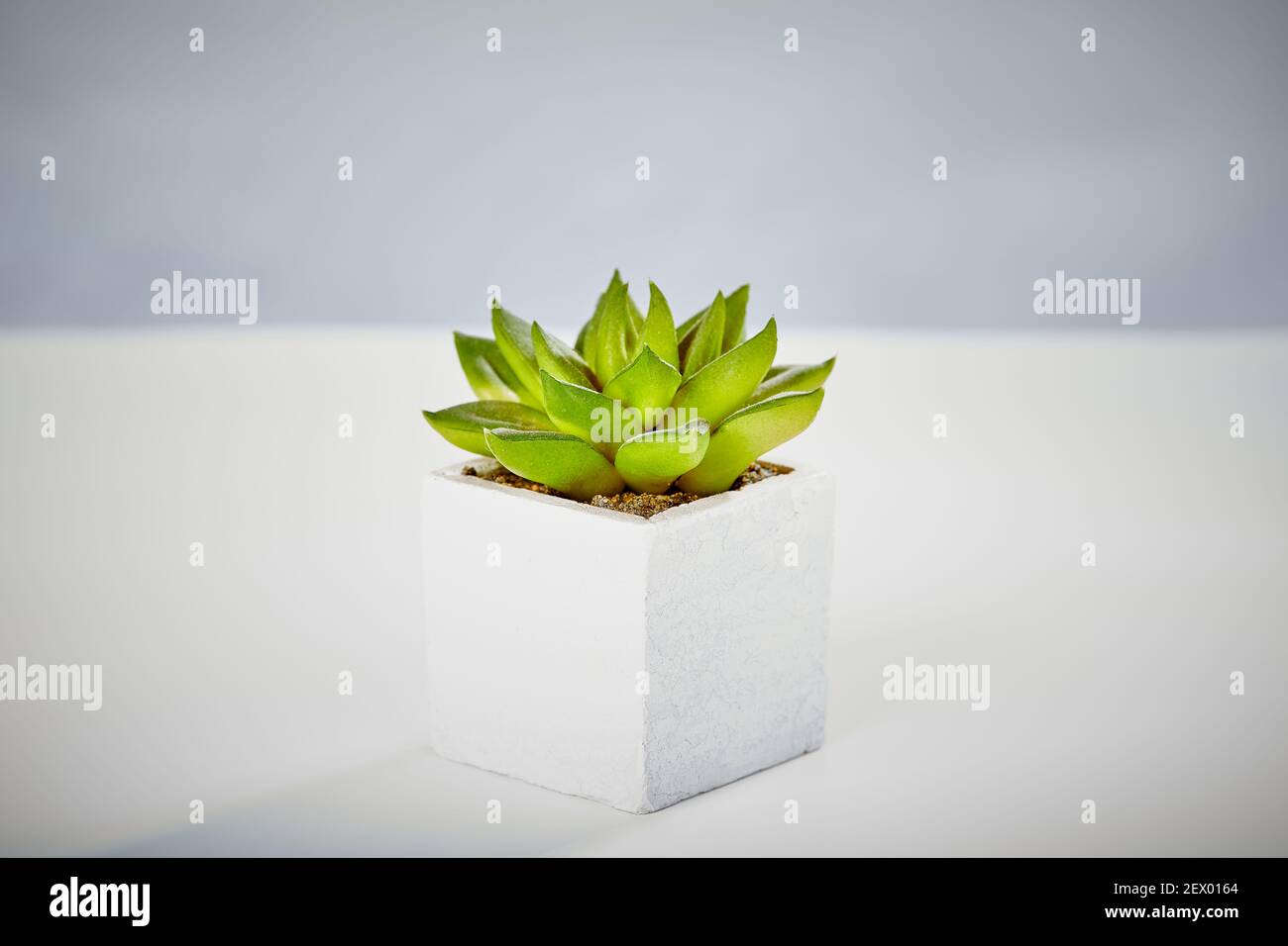 Small green succulent in square white container on clean white surface ...