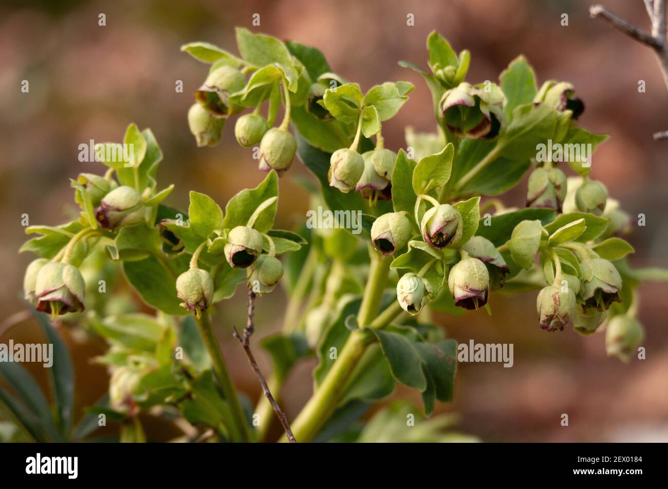Stinking Hellebore - Hellébore fétide (Helleborus foetidus Stock Photo ...