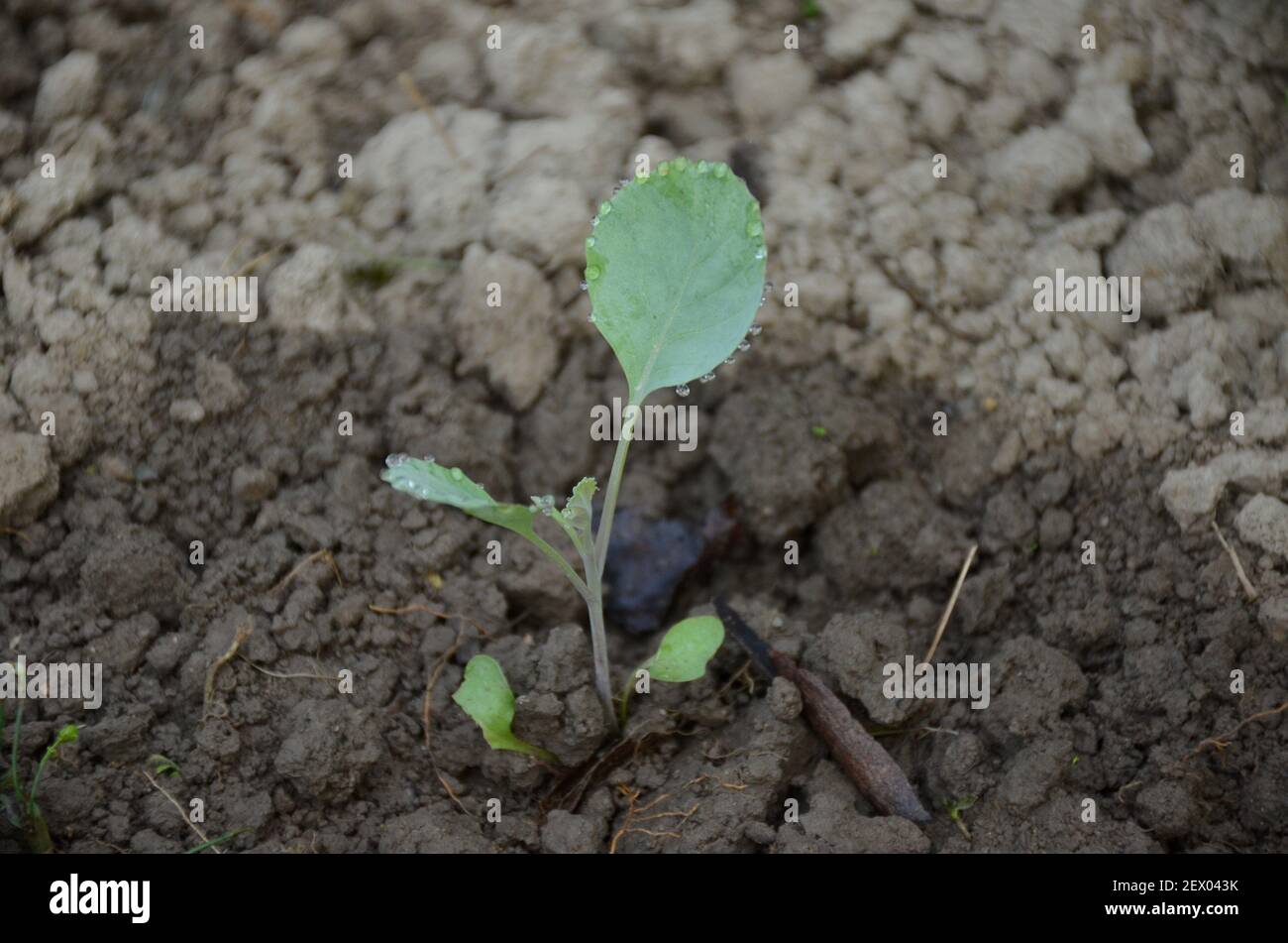 A closeup of the growing cabbage seedling in the soil in the garden ...