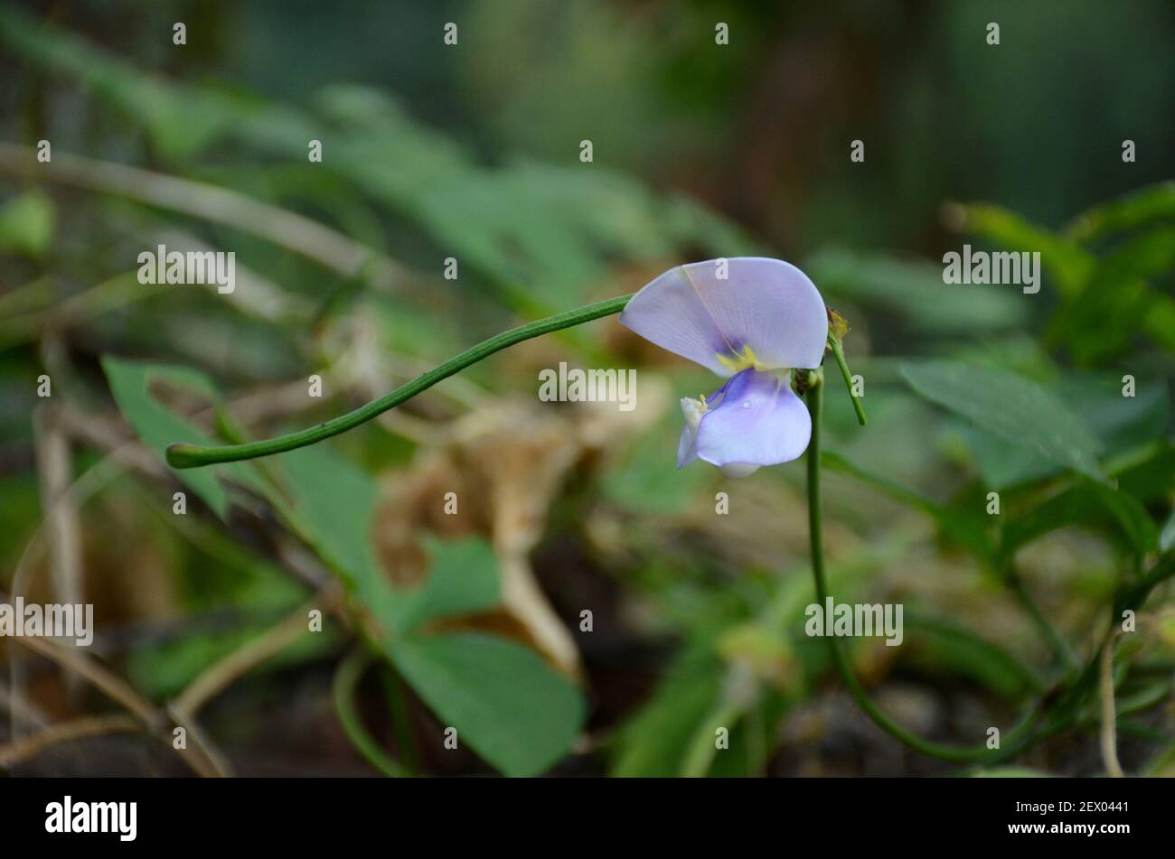 Cowpea Flower