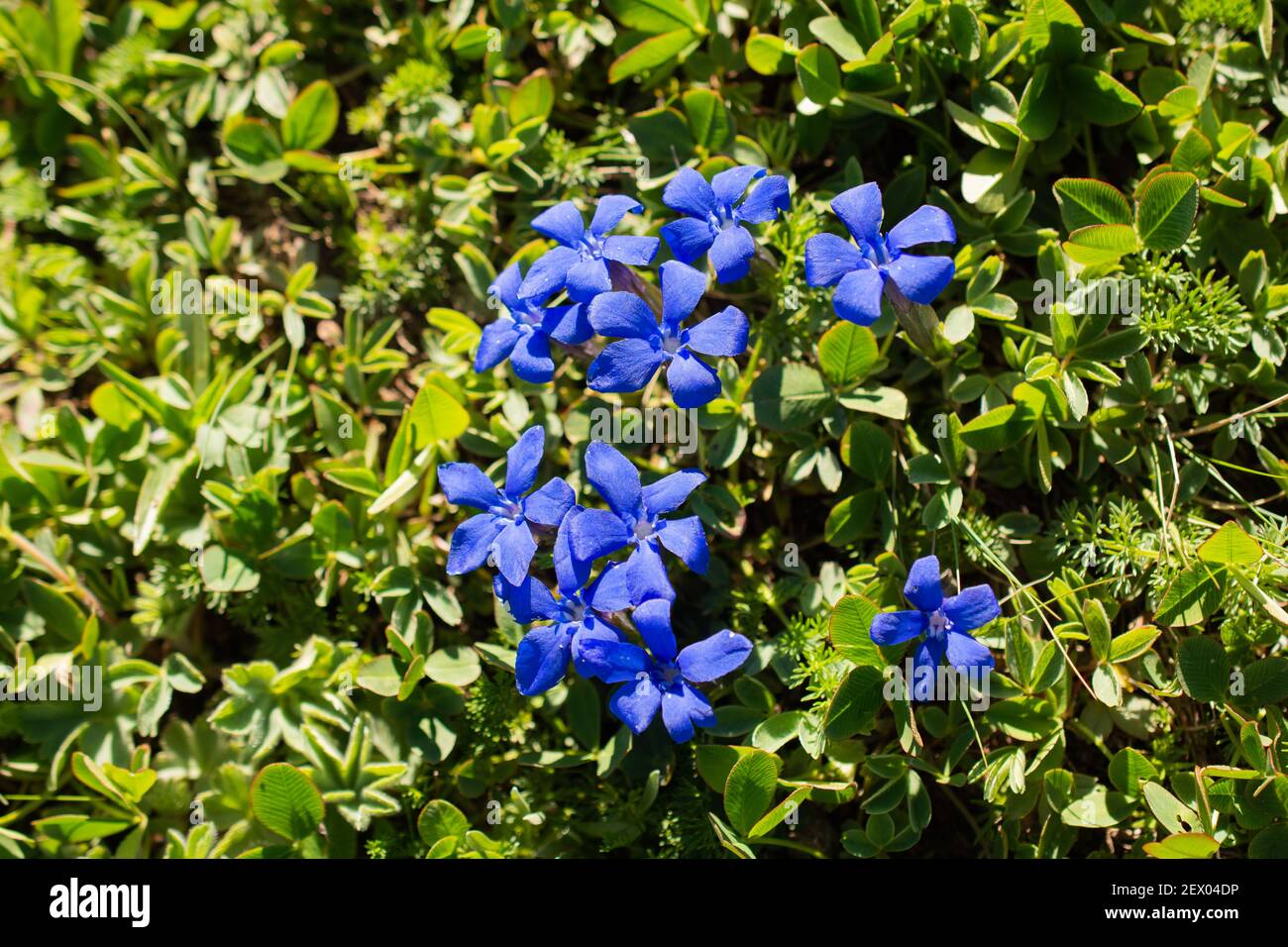 Blooming beautiful colorful fresh natural flowers in view Stock Photo ...