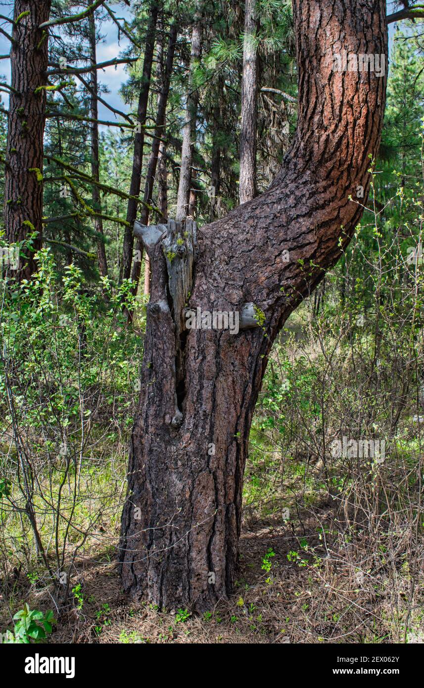 Curved pine branch hi-res stock photography and images - Alamy