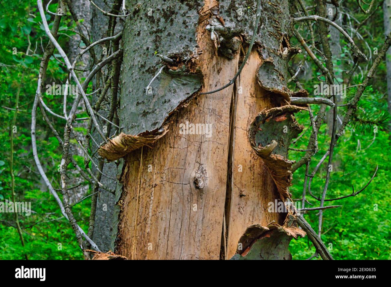 A selective focus of a dead tree against green leaves blurred the ...