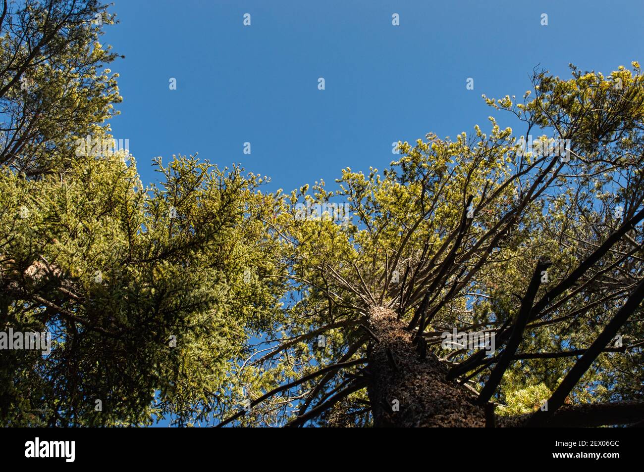 A low angle of tall trees wtih thick branches under a clear sky ...