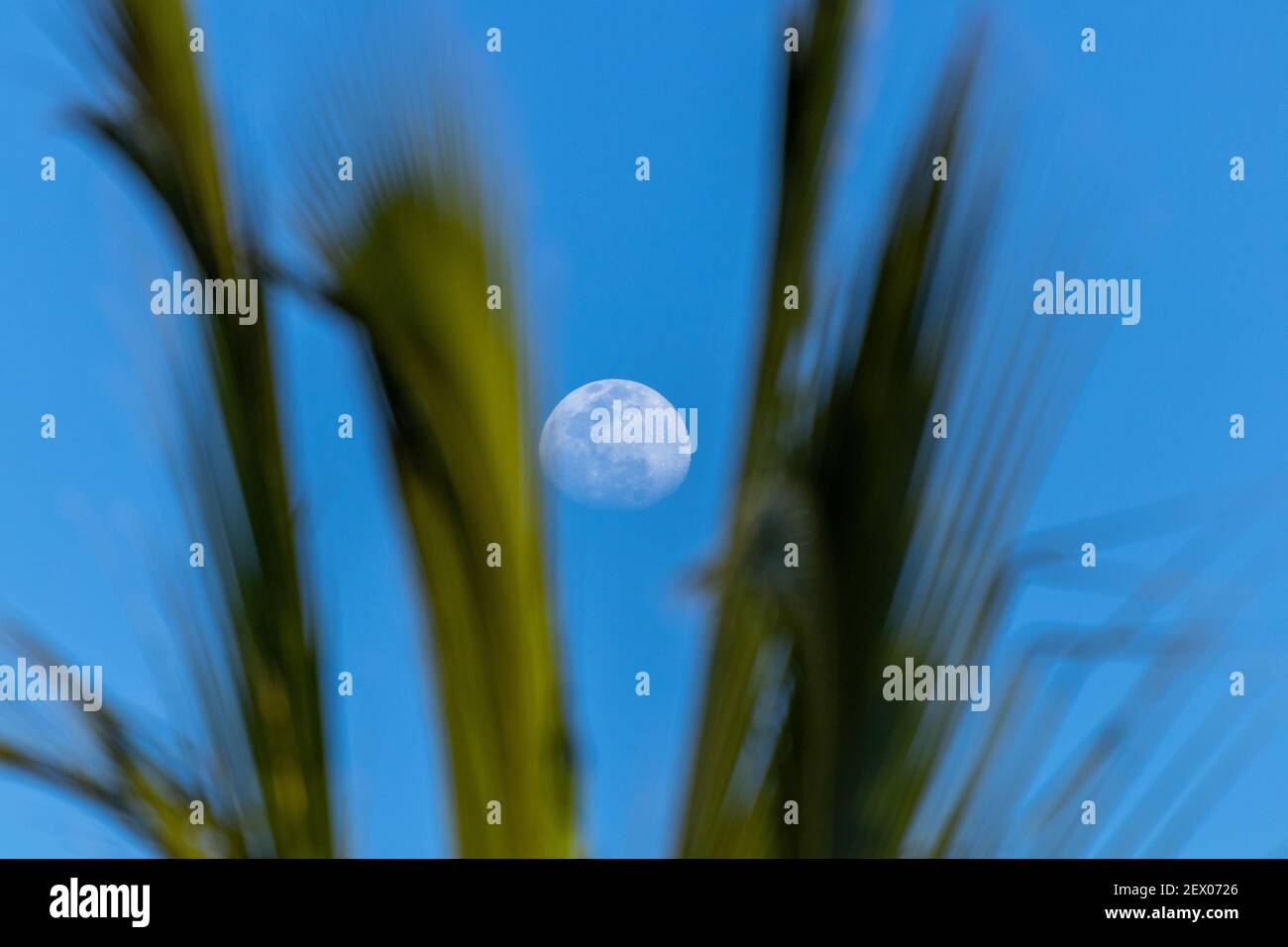Moon through foliage hi-res stock photography and images - Alamy