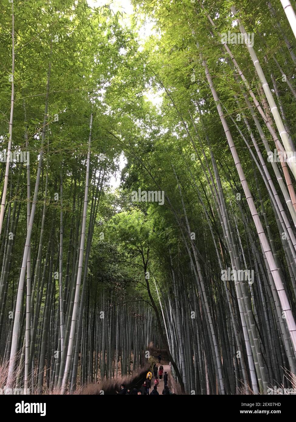 Bamboo Grove in Arashiyama, Japan Stock Photo - Alamy