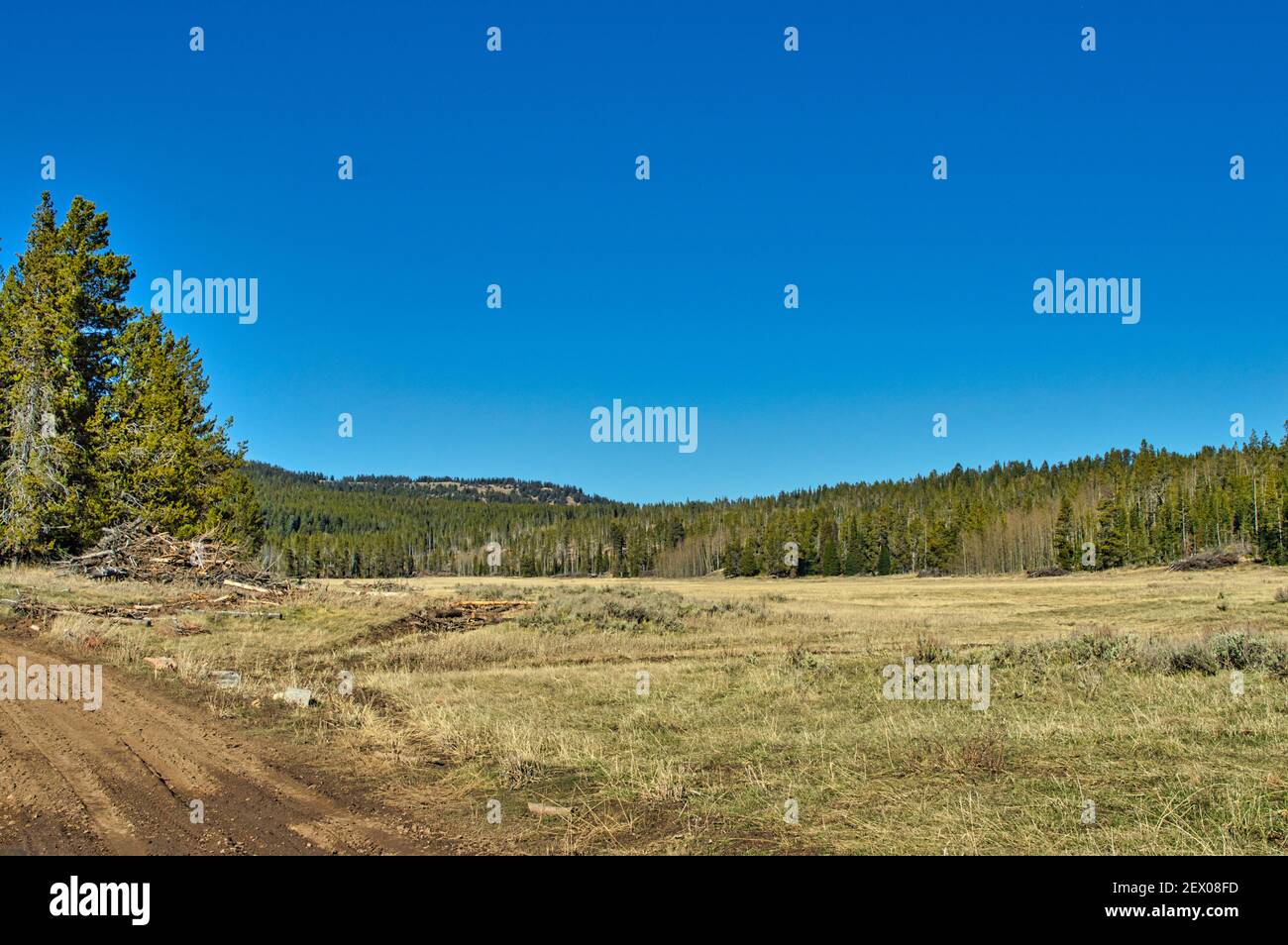 A scenic view of a vast field with forest and clear blue sky background ...