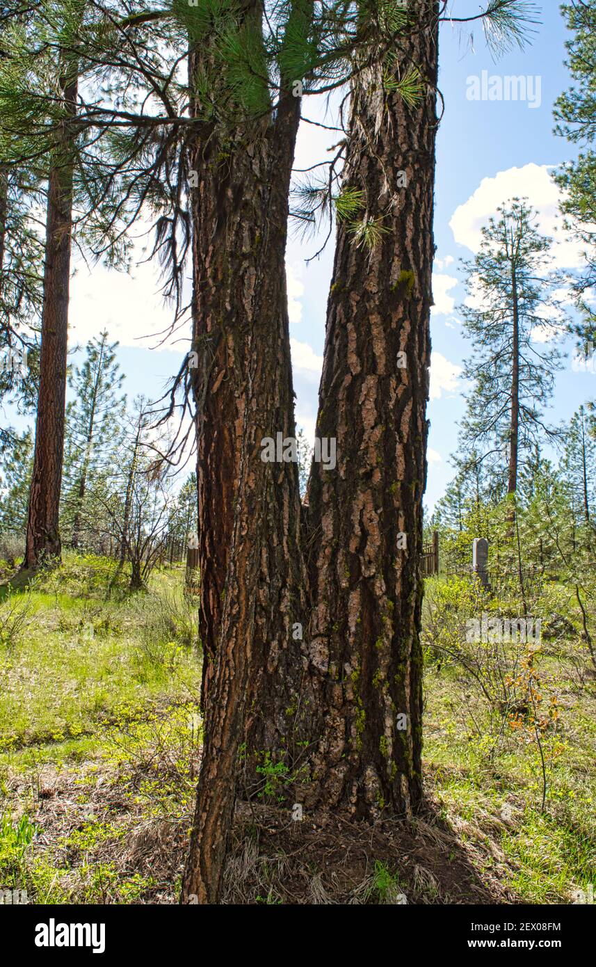 A vertical shot of a rough textured tall fir tree in a forest Stock ...