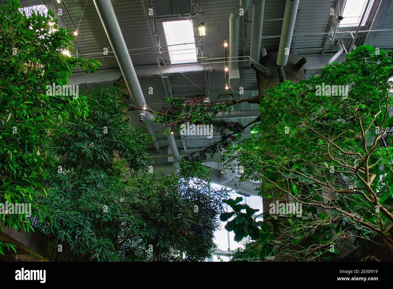 A low angle of trees inside an enclosed environment Stock Photo - Alamy