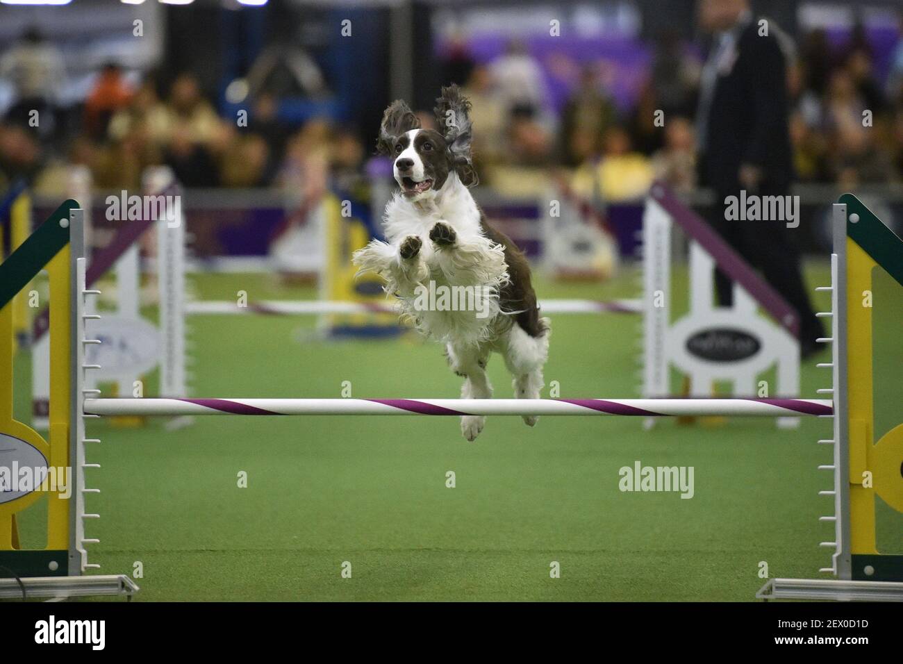 An English Springer Spaniel competes in the Master Agility Championship ...