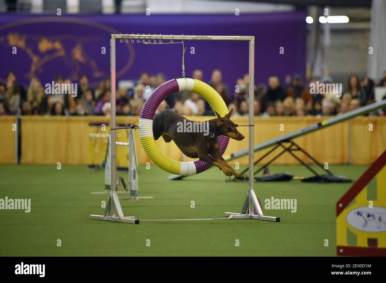 A Doberman Pinscher competes in the Master Agility Championship on day ...