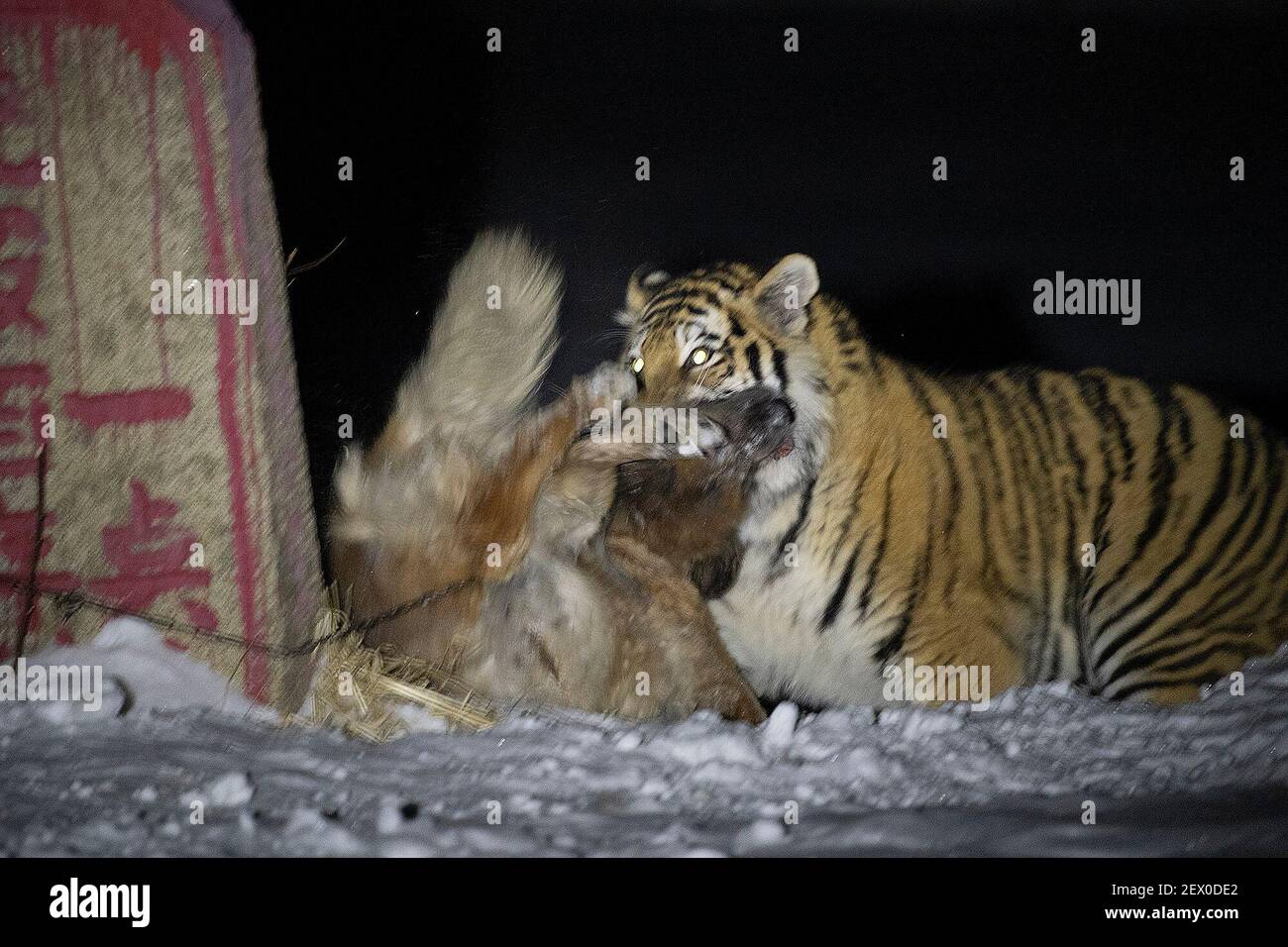 Siberian Tiger Food