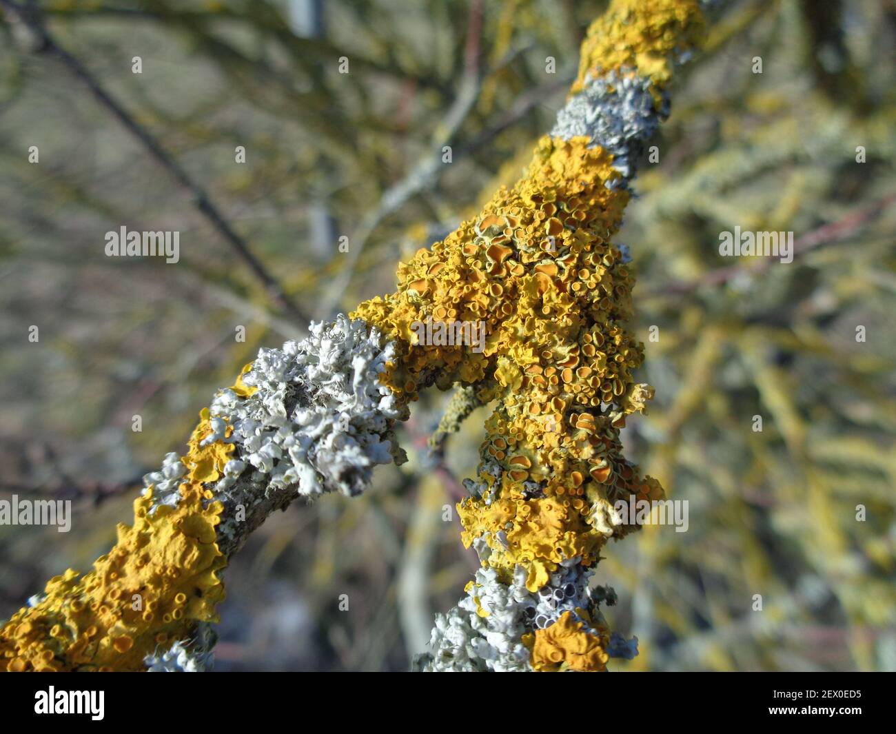 Common yellow lichen is an indicator of nitrogen pollution. It is ...