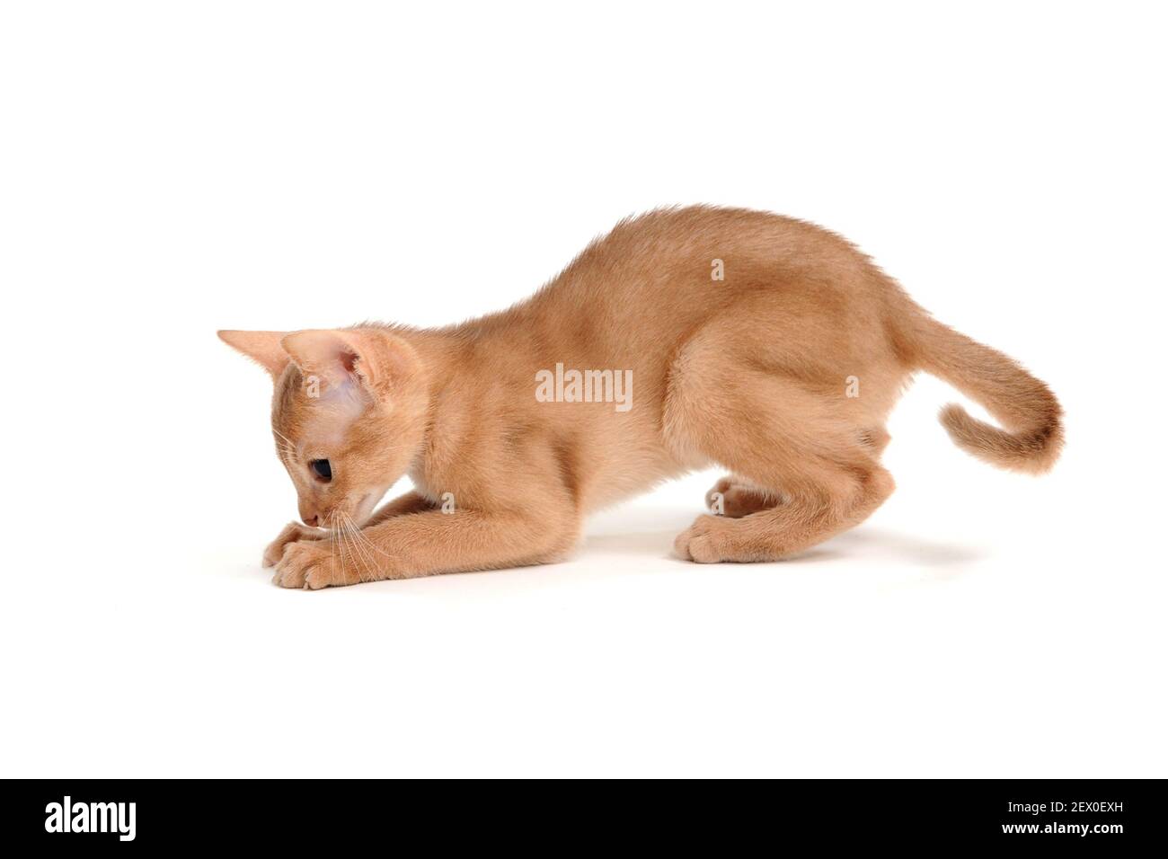 Abyssinian ginger cat sits on a white background Stock Photo - Alamy