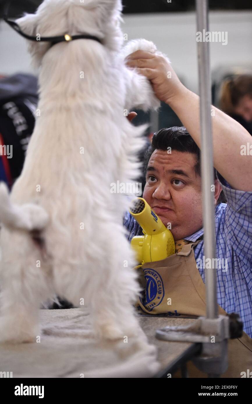 Carlo de la Torre grooms a West Highland Terrier named Mike at The ...