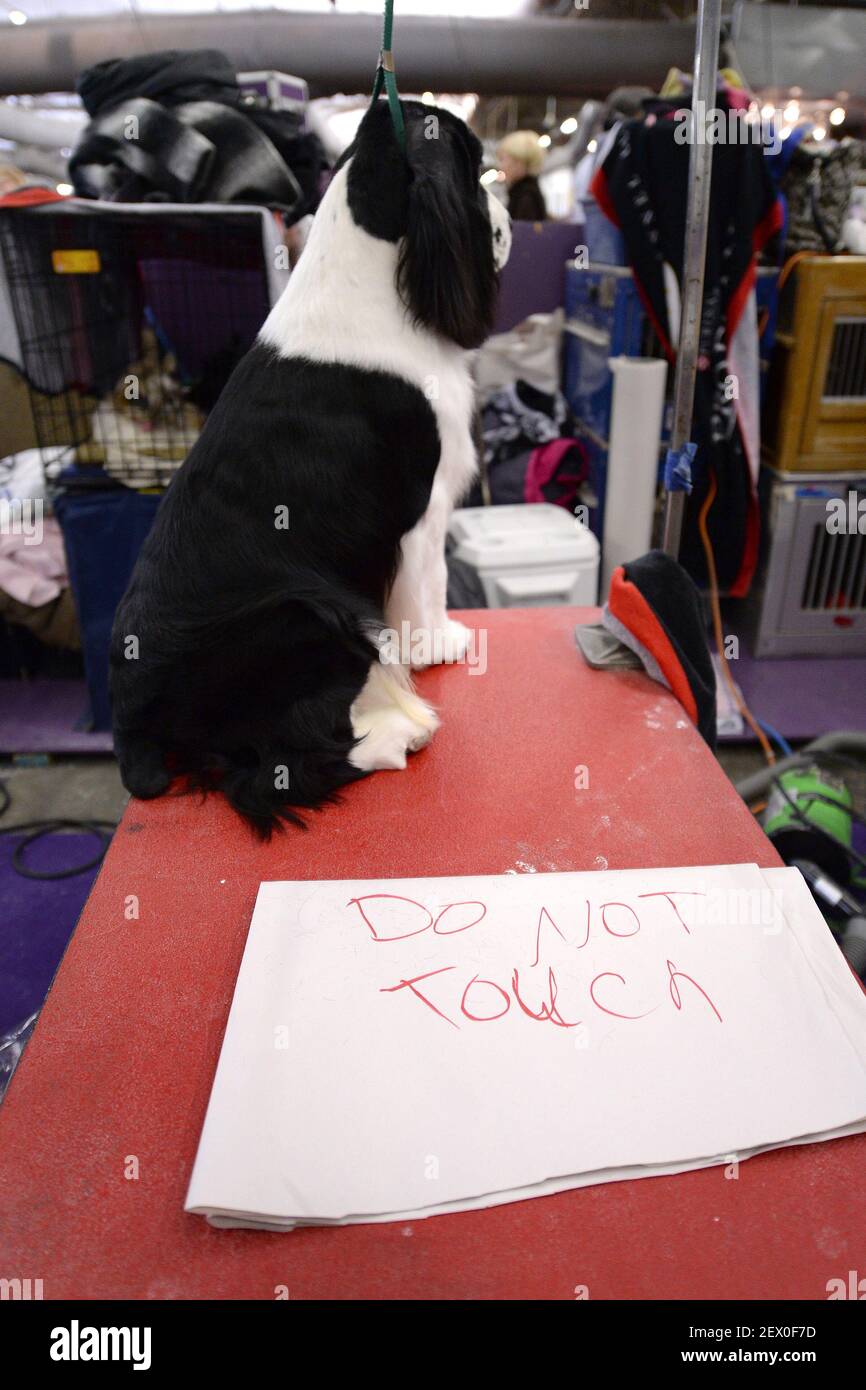 A "Do Not Touch" sign lays besides a dog waiting to be groomed at The ...