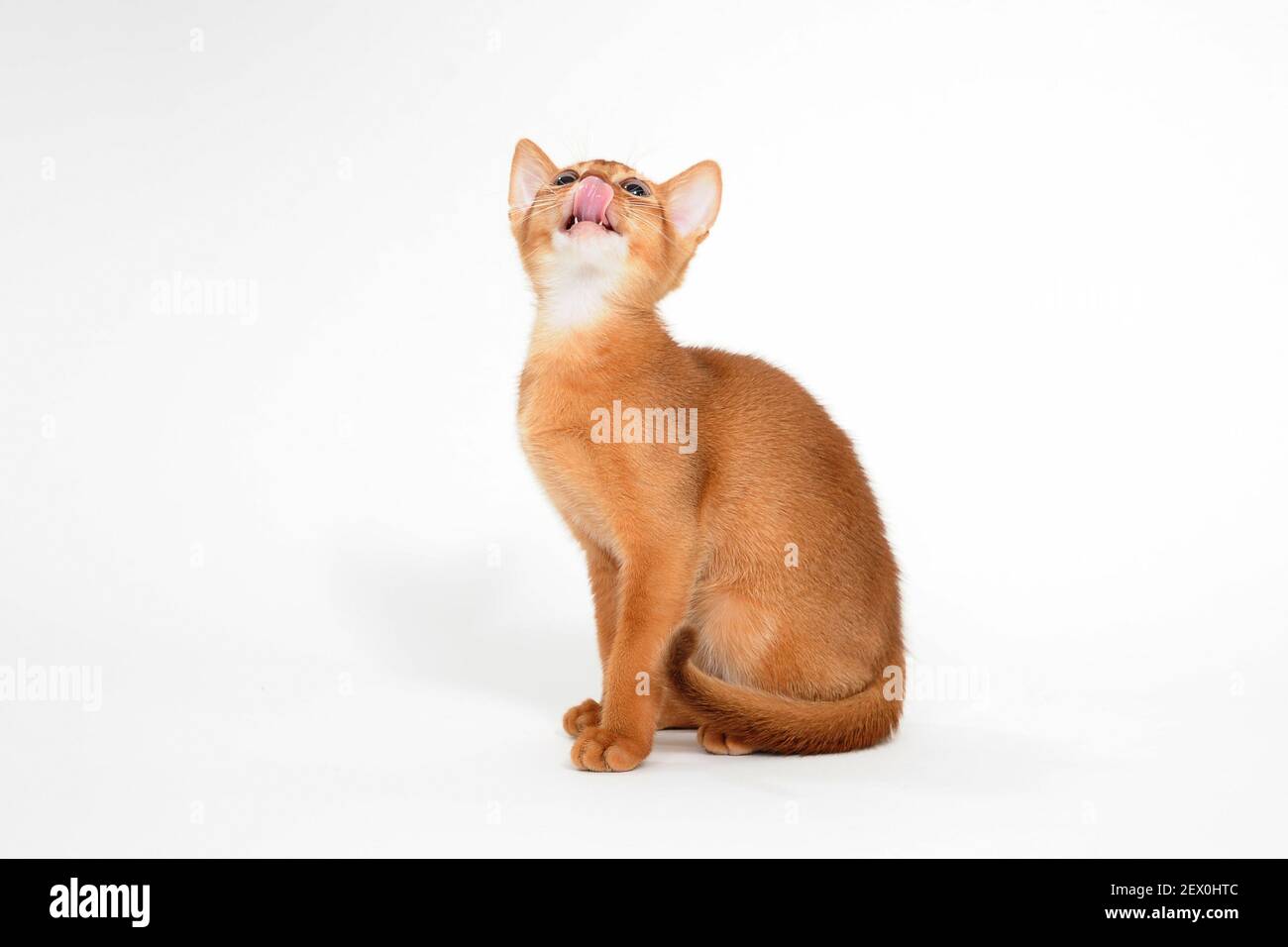 Abyssinian ginger cat sits on a white background Stock Photo - Alamy