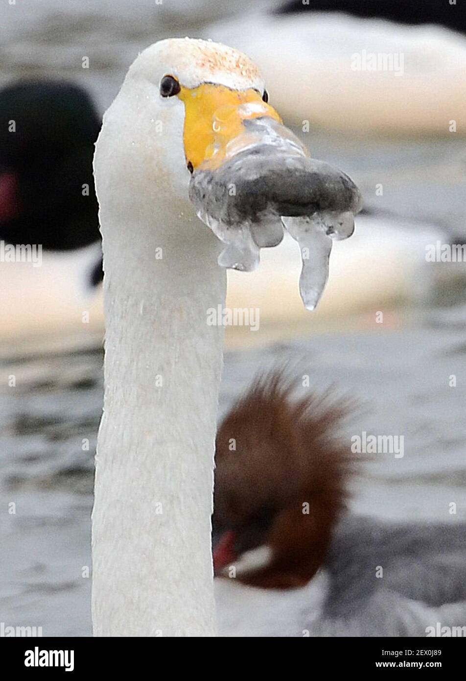 A swan's mouth being frozen and cannot eating food in Korla, Xinjiang ...