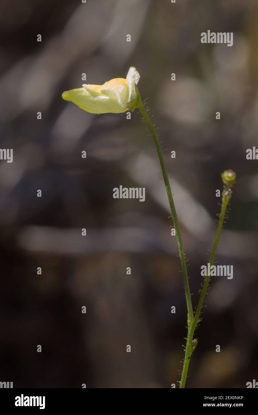 Flower of Genlisea filiformis, a Corkscrew Plant, in natural habitat in ...
