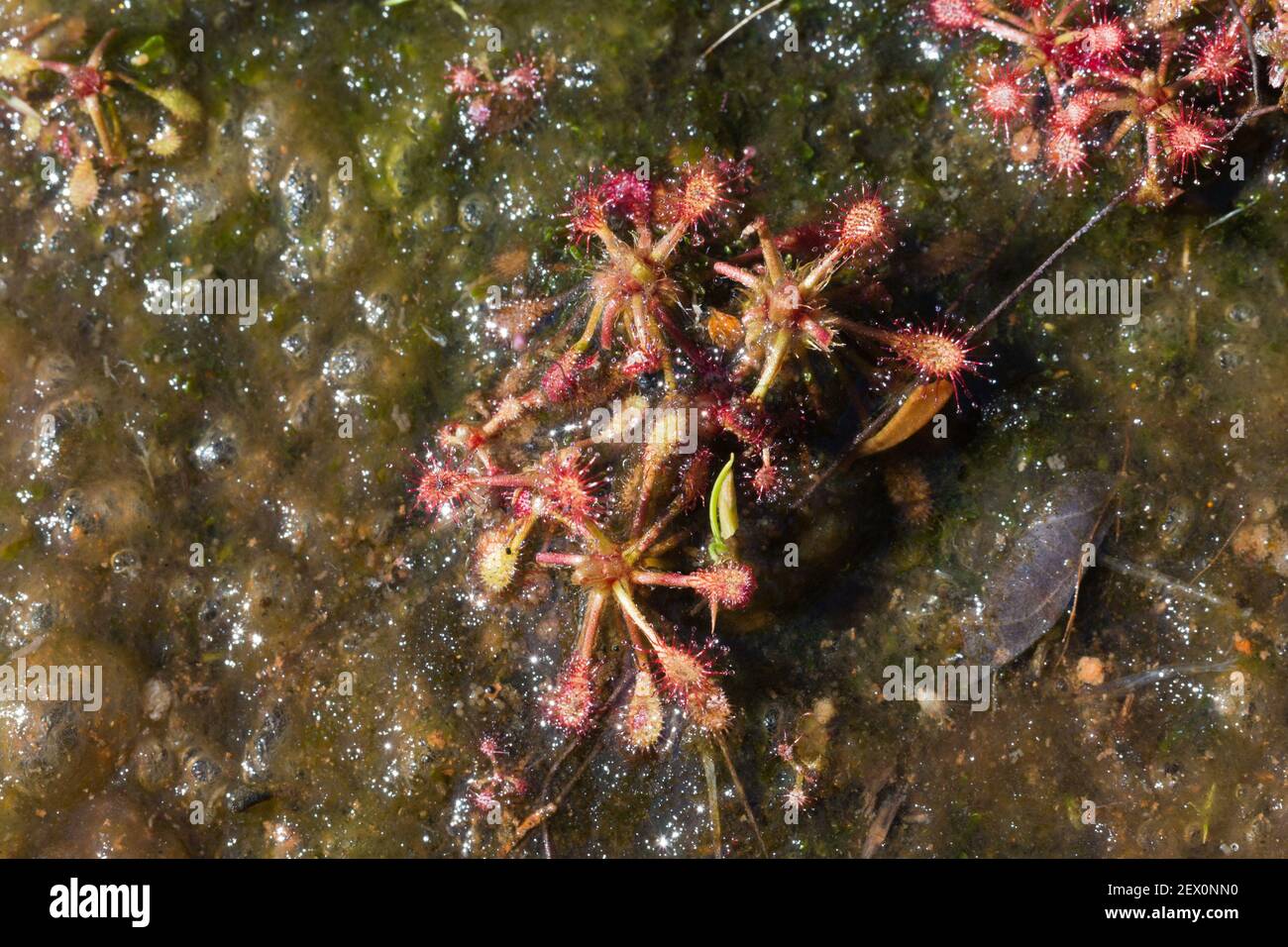 Small group of Drosera communis, a carnivorous plant seen in natural ...