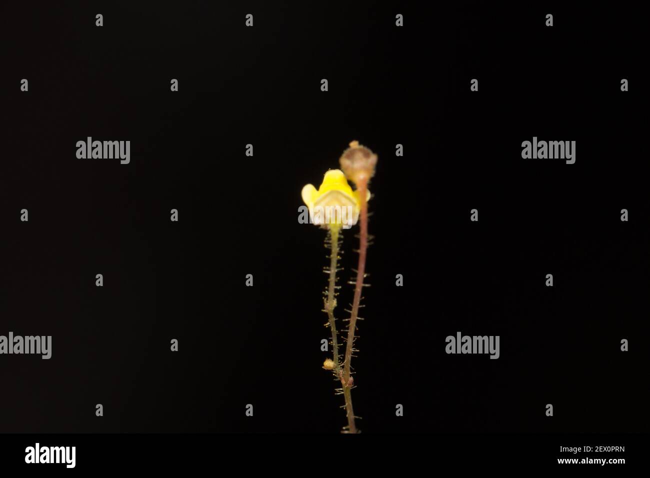 Close-up of the five lobed calyx of Genlisea filiformis, a carnivorous ...