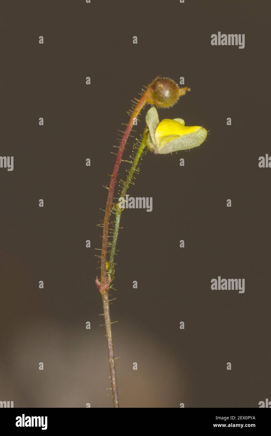 The small yellow flower of Genlisea filiformis in naturatl habitat in ...