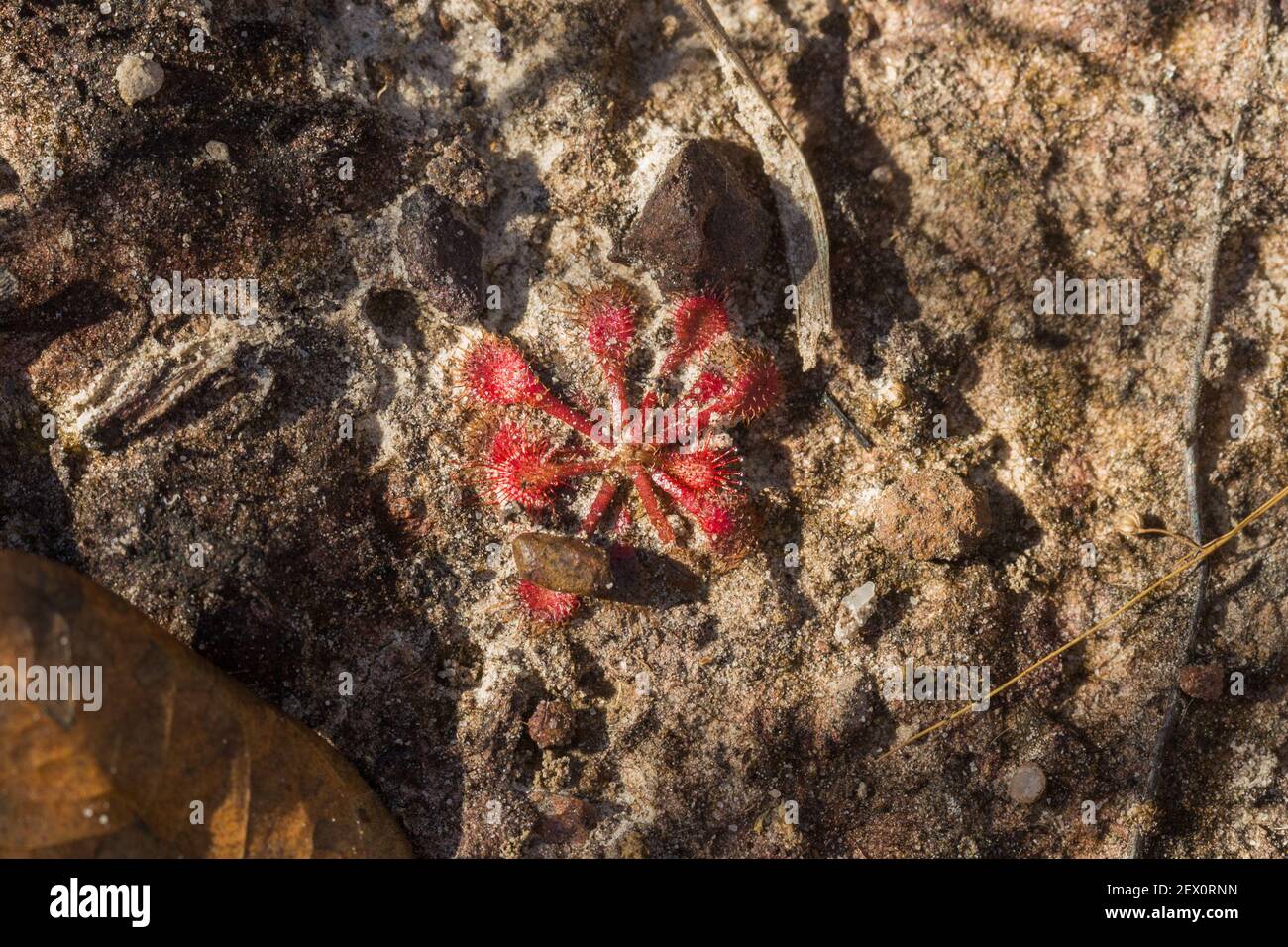 Small red Drosera (Sundew) in the Chapada dos Guimaraes Nationalpark in ...