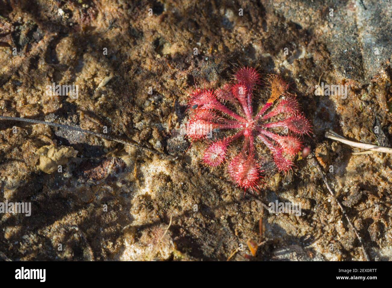 Small flat rosette of a Sundew (Drosera sp.) in the Chapada dos ...