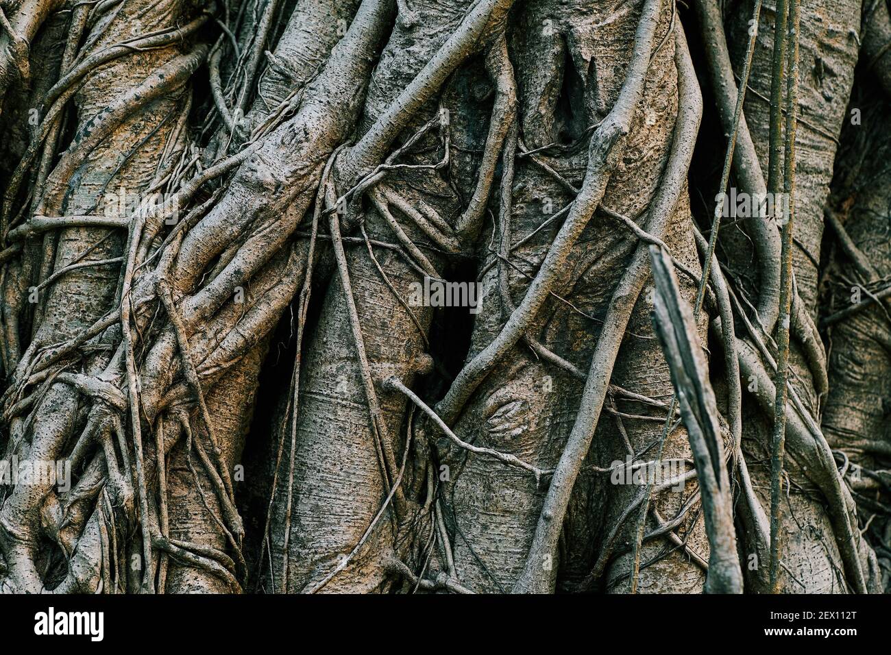 close up of a tree trunk and root Stock Photo - Alamy