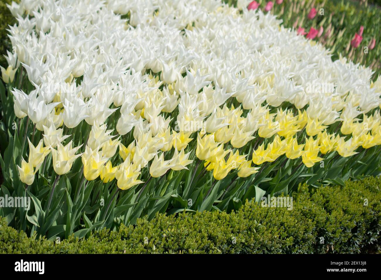 White color Tulips Bloom in Spring in garden Stock Photo - Alamy