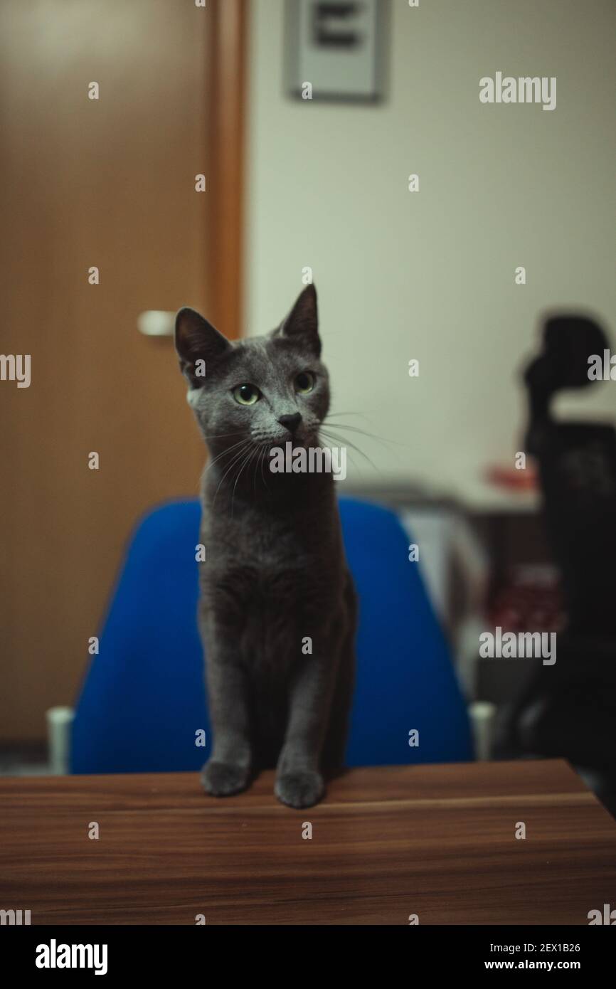Portrait of a cute gray cat indoors Stock Photo - Alamy