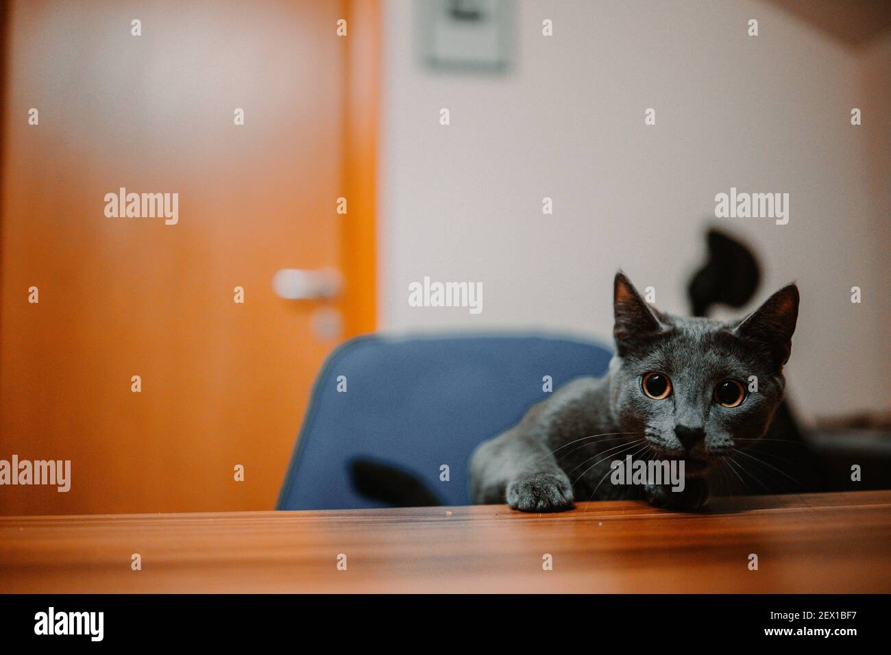 Portrait of a cute gray cat indoors Stock Photo - Alamy