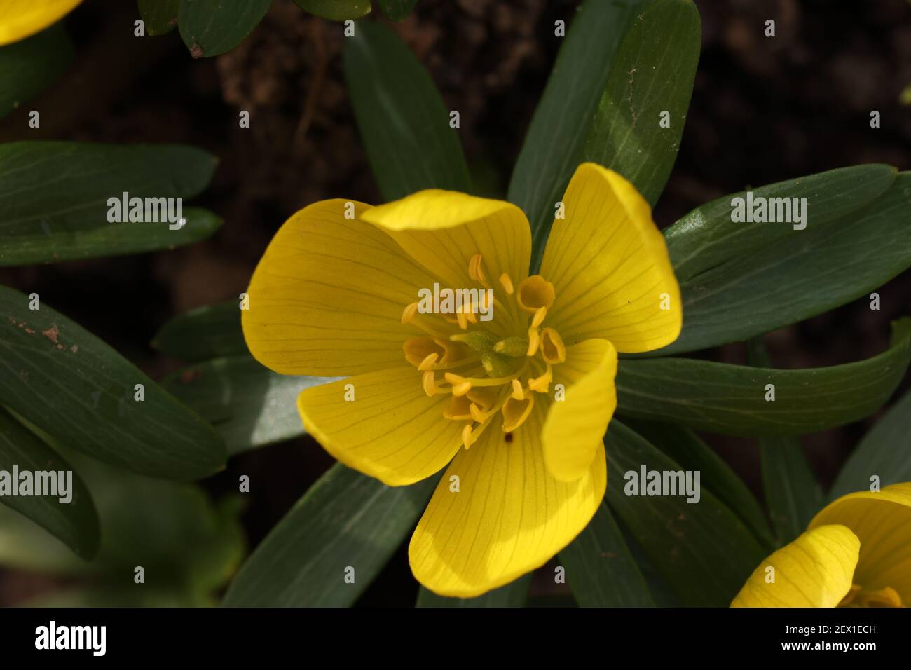 Shot yellow snowdrop flower hi-res stock photography and images - Alamy