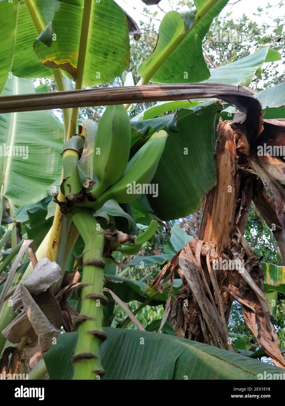 A vertical shot of a banana plant involving a palm tree and bananas ...