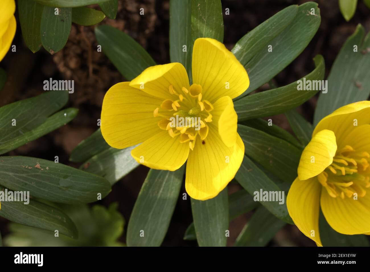 Shot yellow snowdrop flower hi-res stock photography and images - Alamy