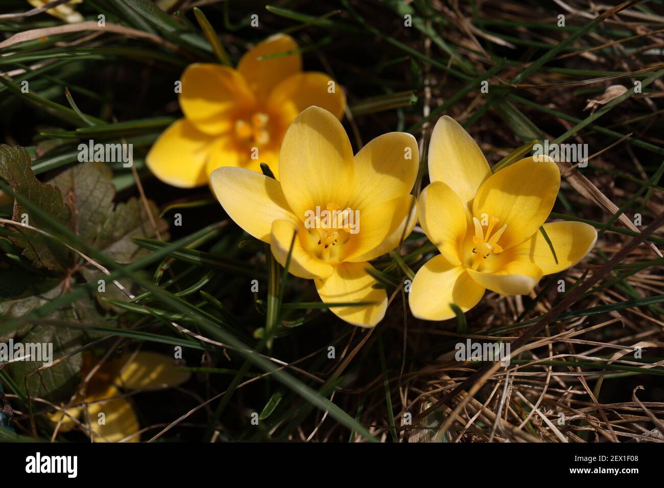 Shot yellow snowdrop flower hi-res stock photography and images - Alamy
