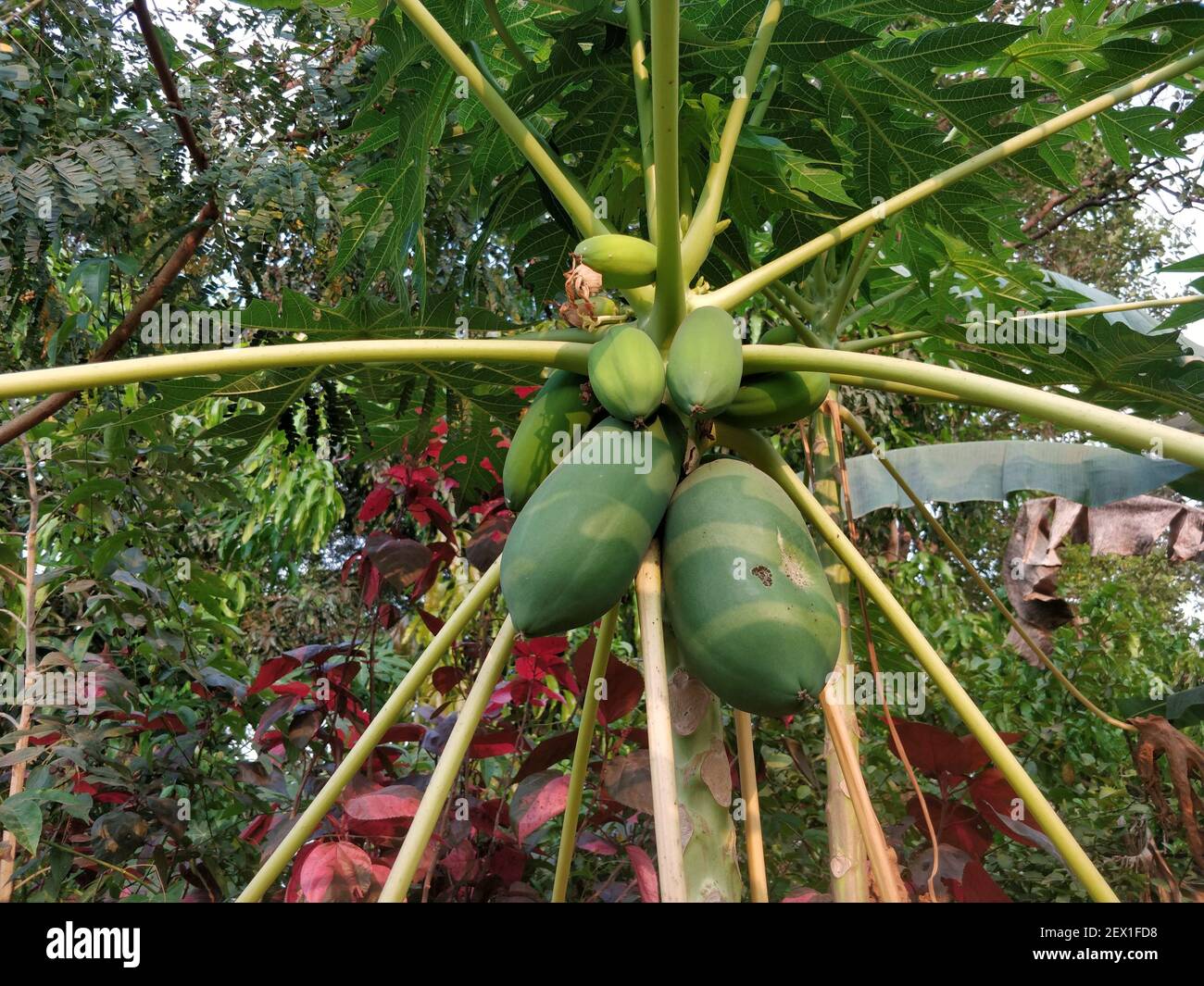 A beautiful shot of a tropical papaya tree, also known as papaw, with ...